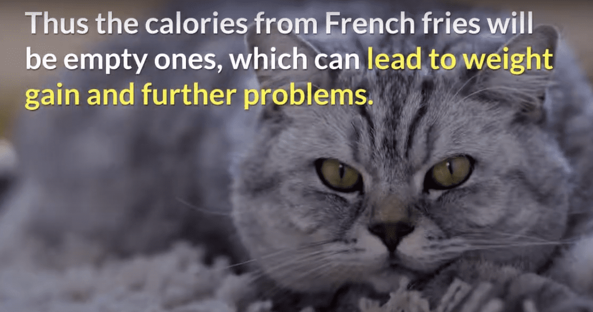 Can Cats Safely Eat French Fries? Find Out Now!