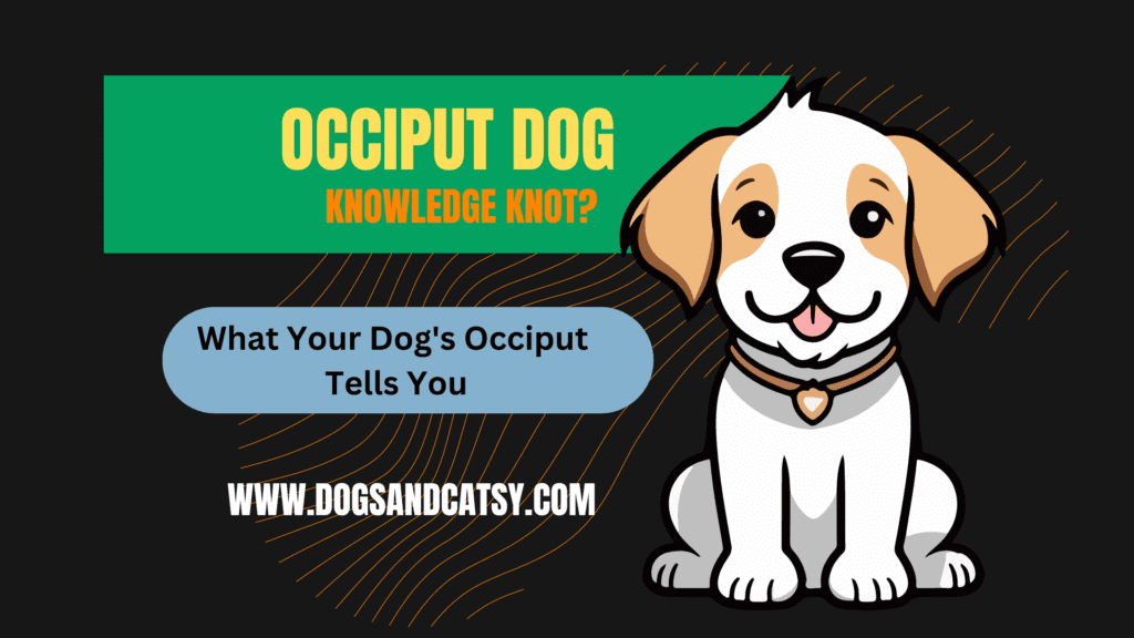 What Your Dog's Occiput Tells You? 3 Facts You must Know!